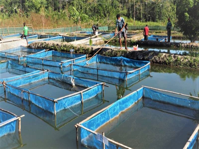 GADVASU to Promote Fish Farming in Punjab